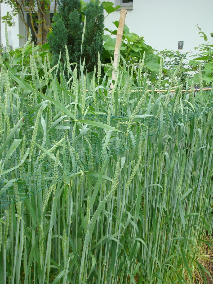 Altgold | ProSpecieRara