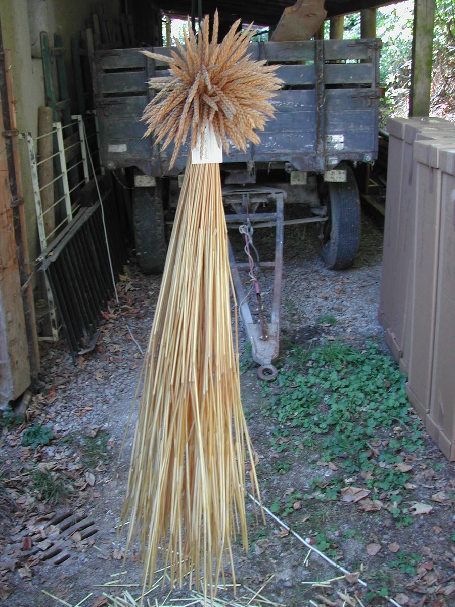 Altgold | ProSpecieRara