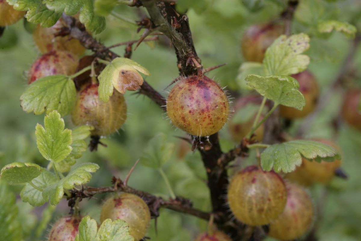 Laxton's Amber | ProSpecieRara