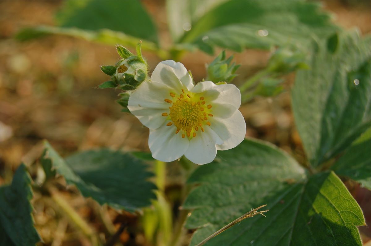 Rouge Orange de Montfaucon | ProSpecieRara