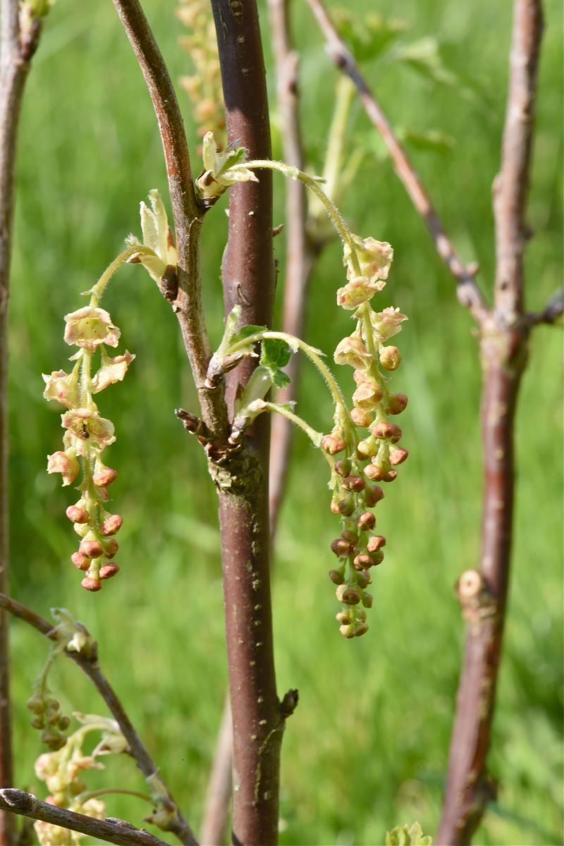 Rouge de Habkern | ProSpecieRara