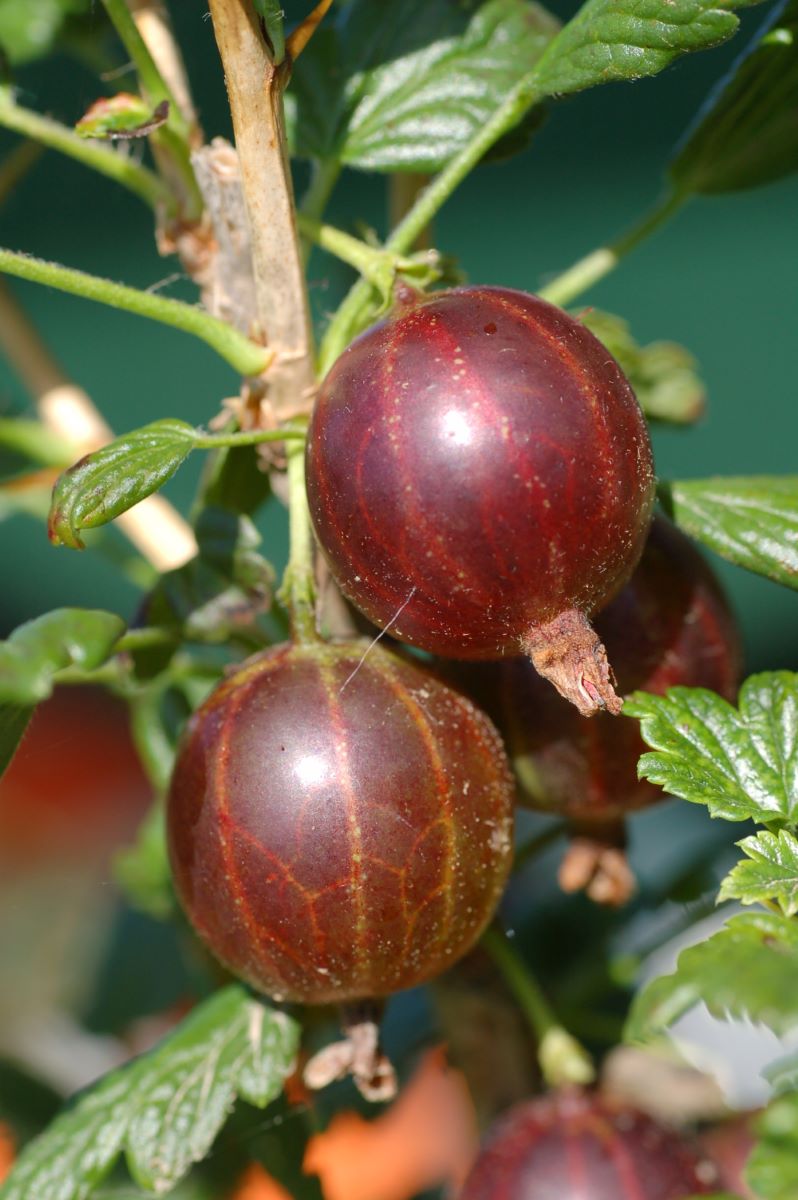 Rouge Noire de Bowil/Busswil | ProSpecieRara