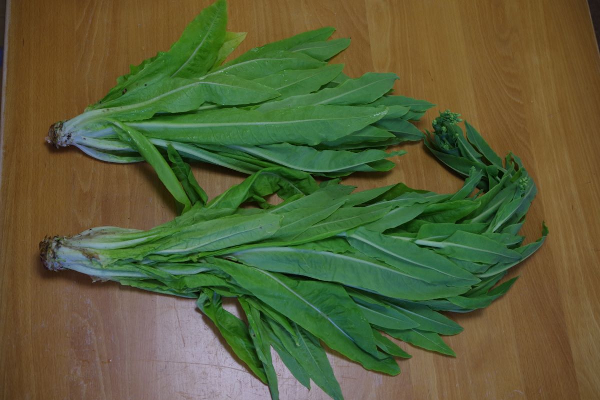 Etoile verte | ProSpecieRara