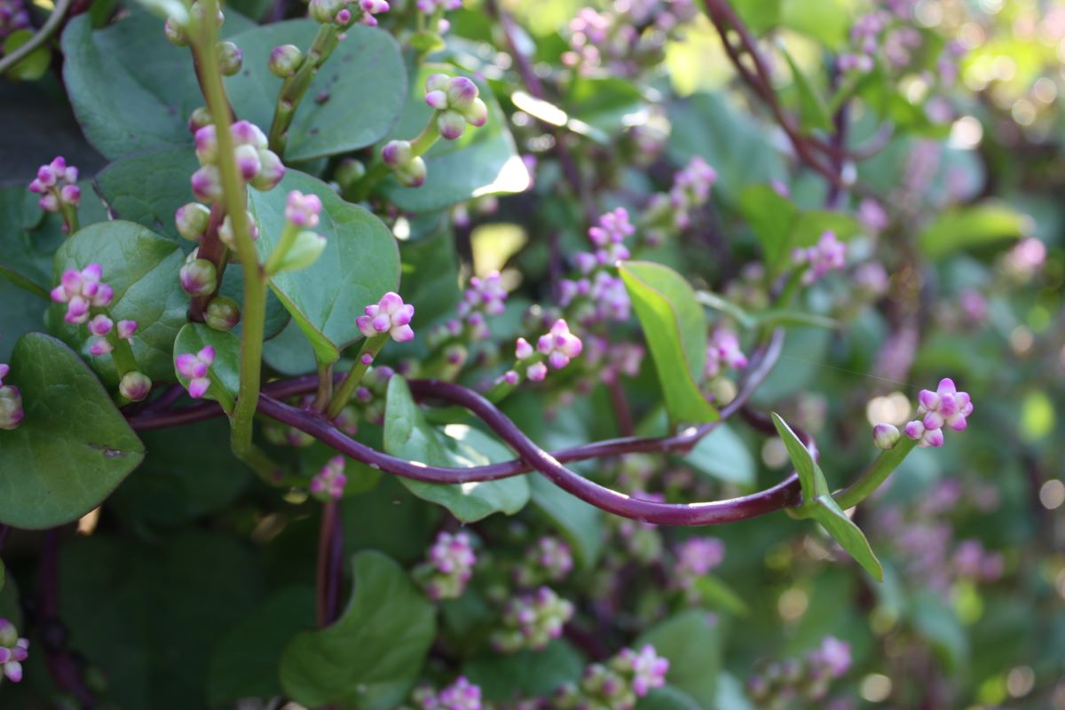 Rubra | ProSpecieRara