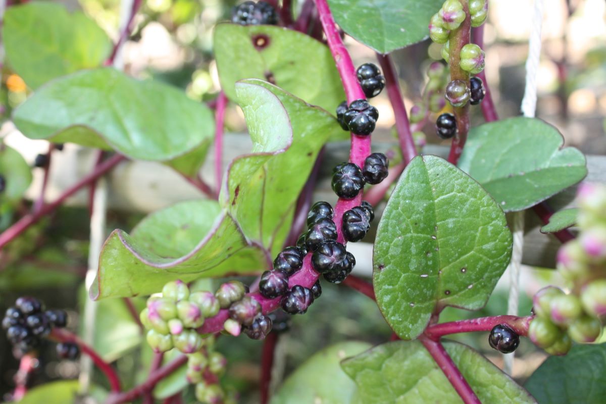 Rubra | ProSpecieRara