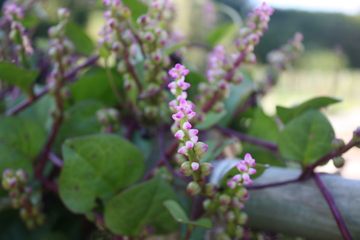 Rubra | ProSpecieRara