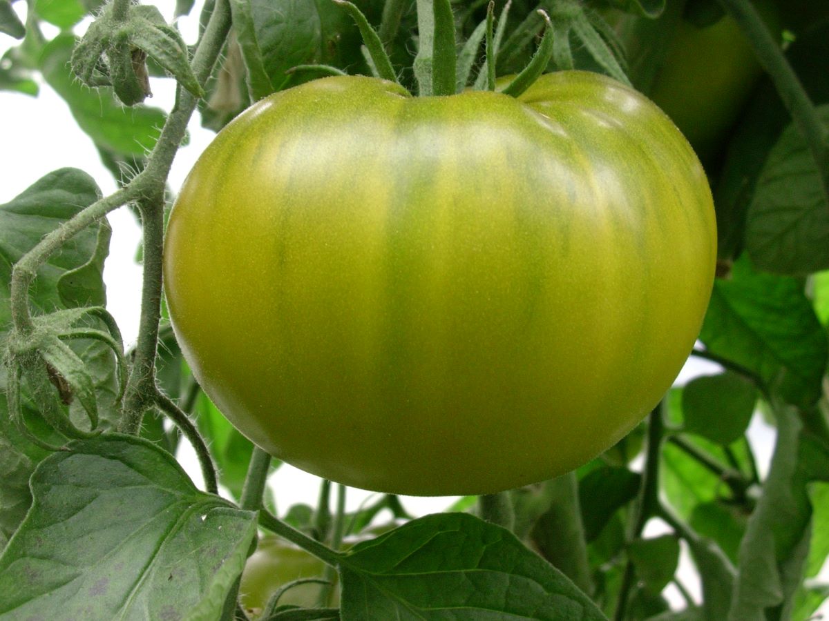 Evergreen | ProSpecieRara