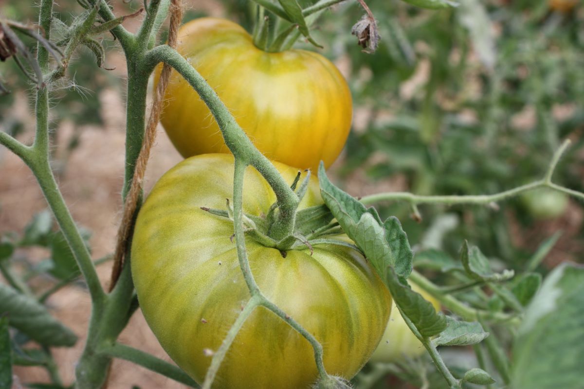 Evergreen | ProSpecieRara