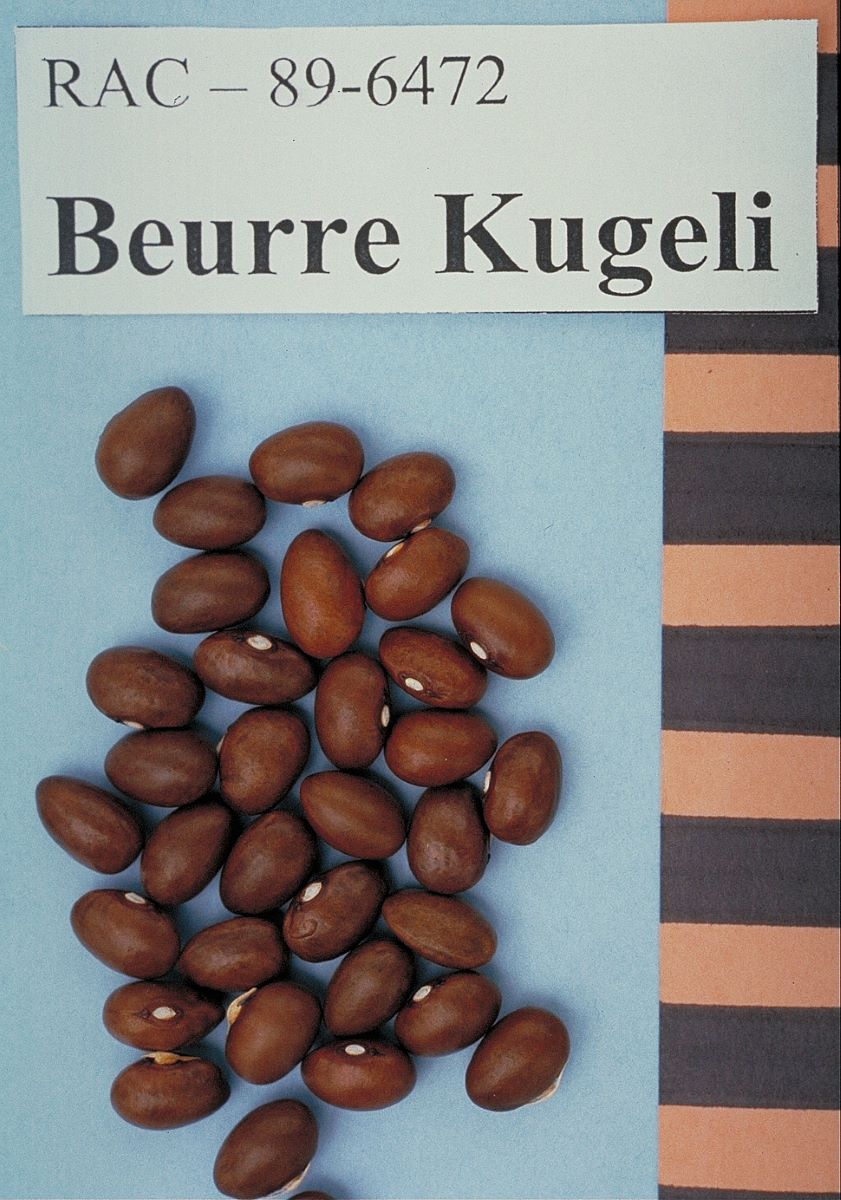 Beurre Kugeli | ProSpecieRara