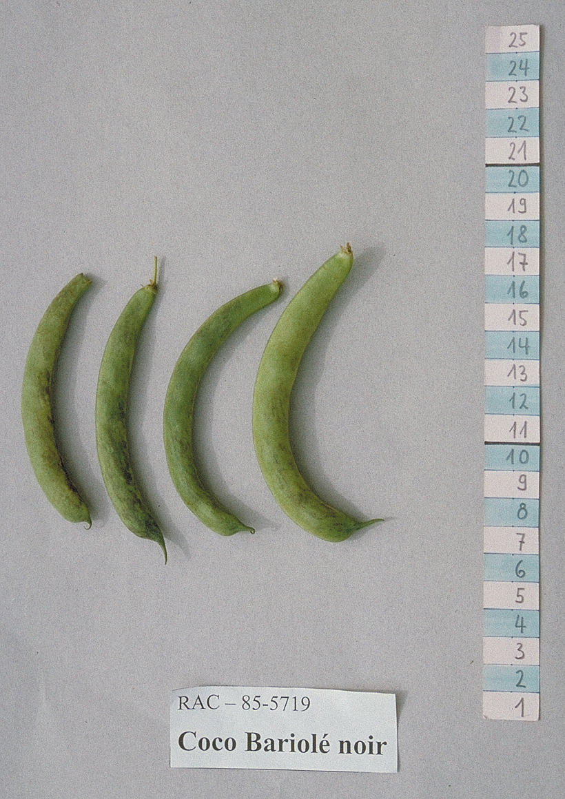 Coco Bariole Noir | ProSpecieRara