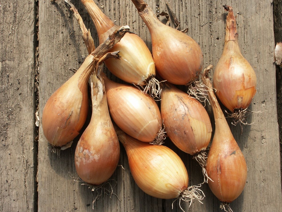 Jaune Pyriforme | ProSpecieRara