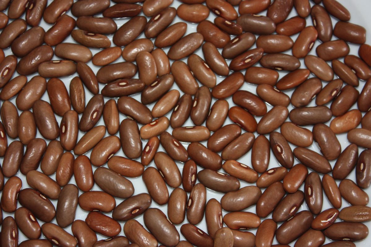 Kentucky Wonder | ProSpecieRara