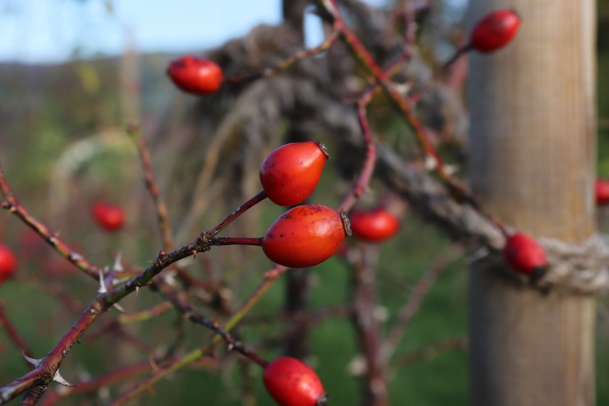 Forme sauvage CH | ProSpecieRara