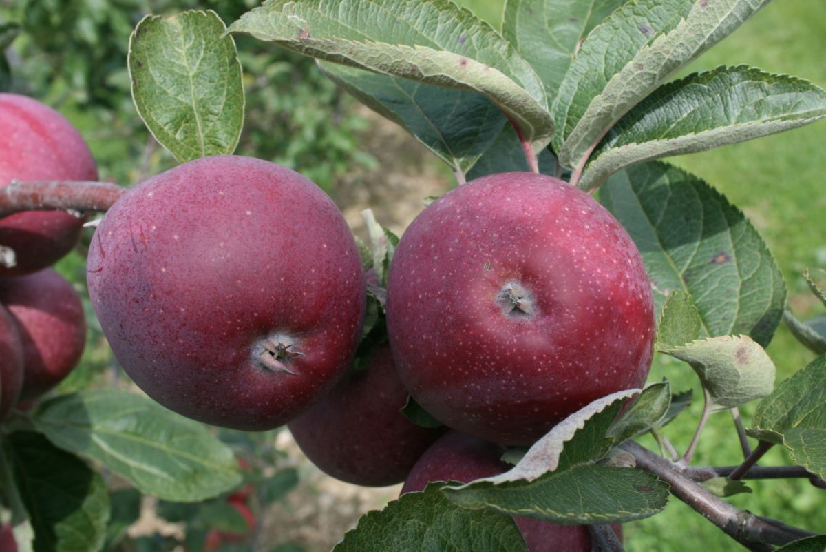 Eiser Rouge | ProSpecieRara