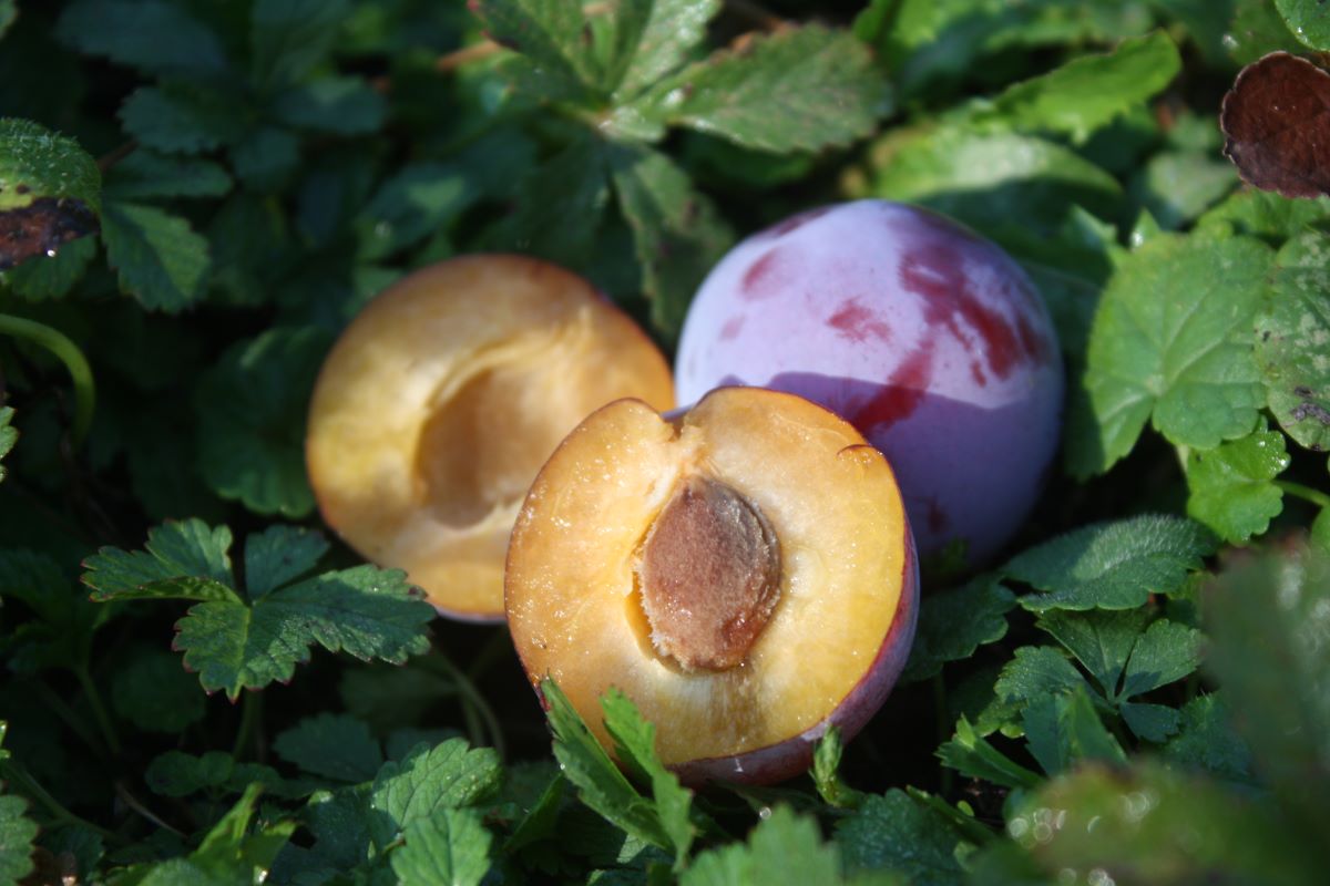 Perdrigon Rouge | ProSpecieRara