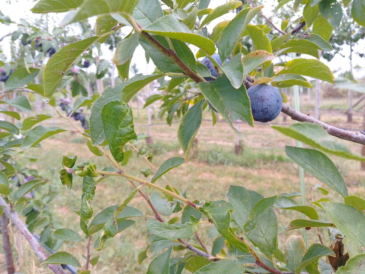 Prune de la Vallée de Joux | ProSpecieRara