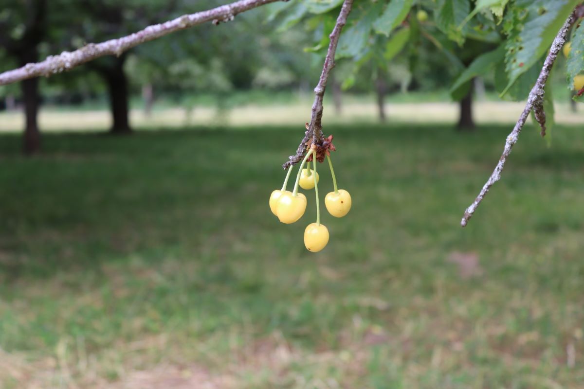 Cerise Jaune de Buchillon | ProSpecieRara