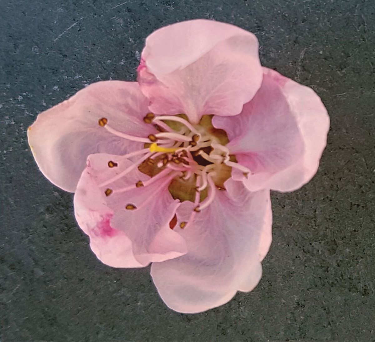 Roter aus Minusio | ProSpecieRara