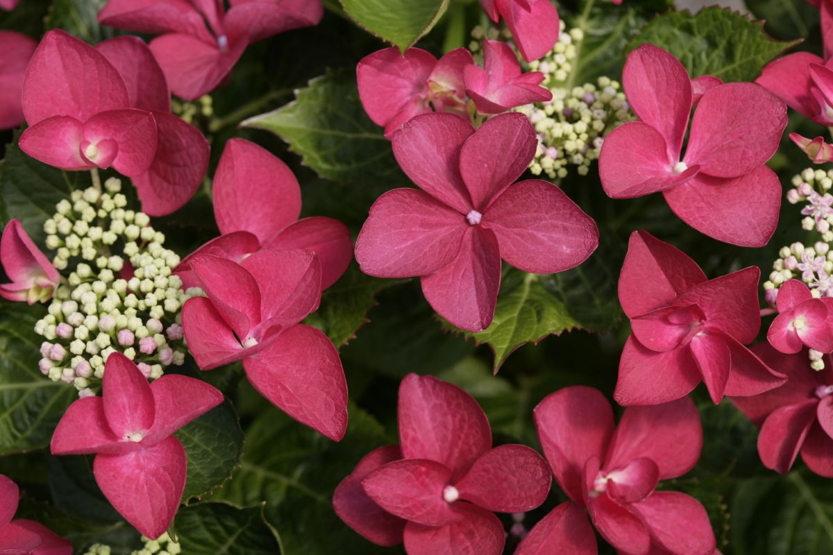 Rotschwanz | ProSpecieRara