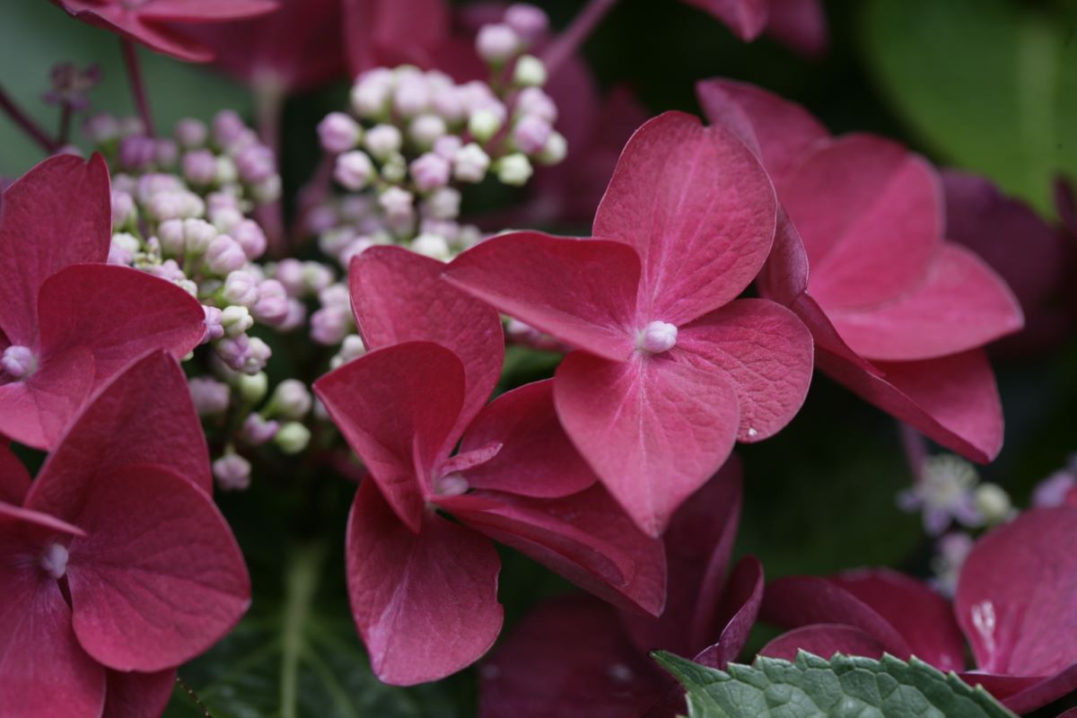 Rotschwanz | ProSpecieRara