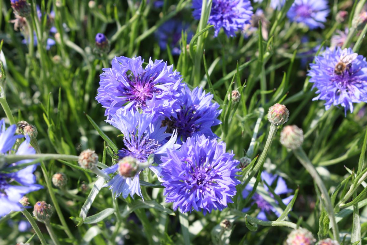 Blauer Junge | ProSpecieRara