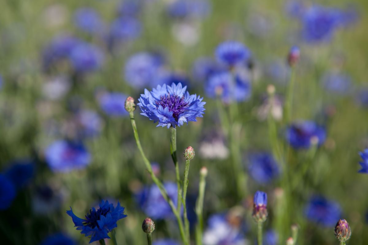Blauer Junge | ProSpecieRara