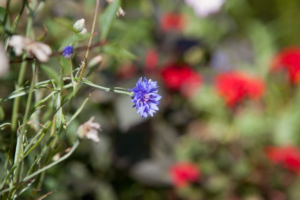 Blauer Junge | ProSpecieRara