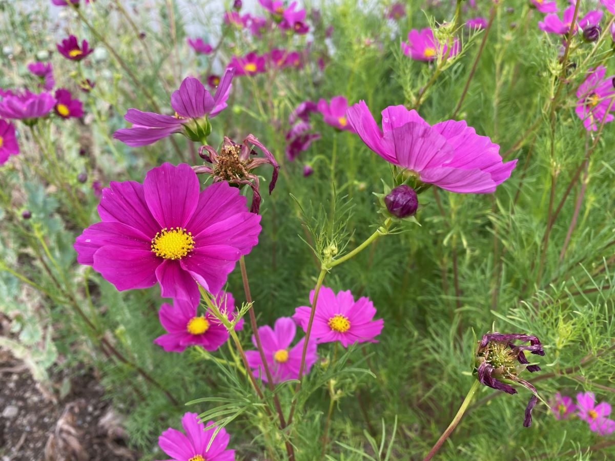 Dazzler | ProSpecieRara