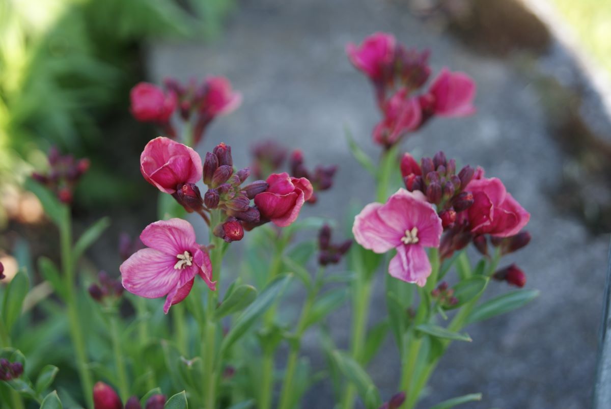 Ruby Gem | ProSpecieRara