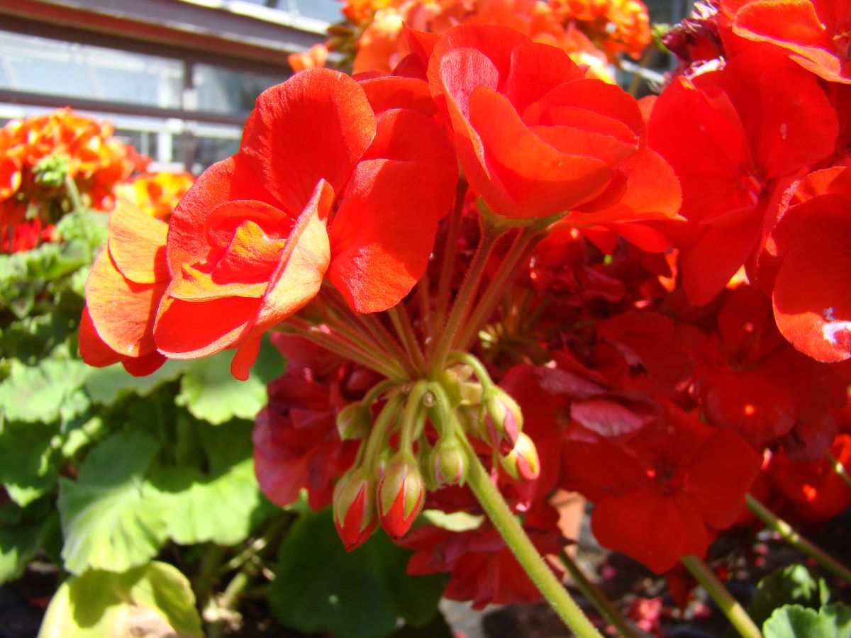 Elena | ProSpecieRara