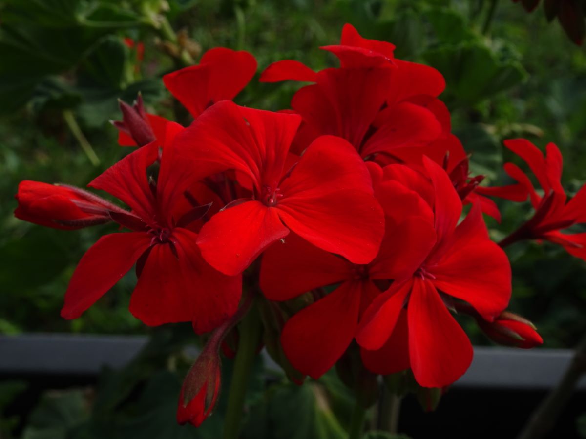 Meteor | ProSpecieRara