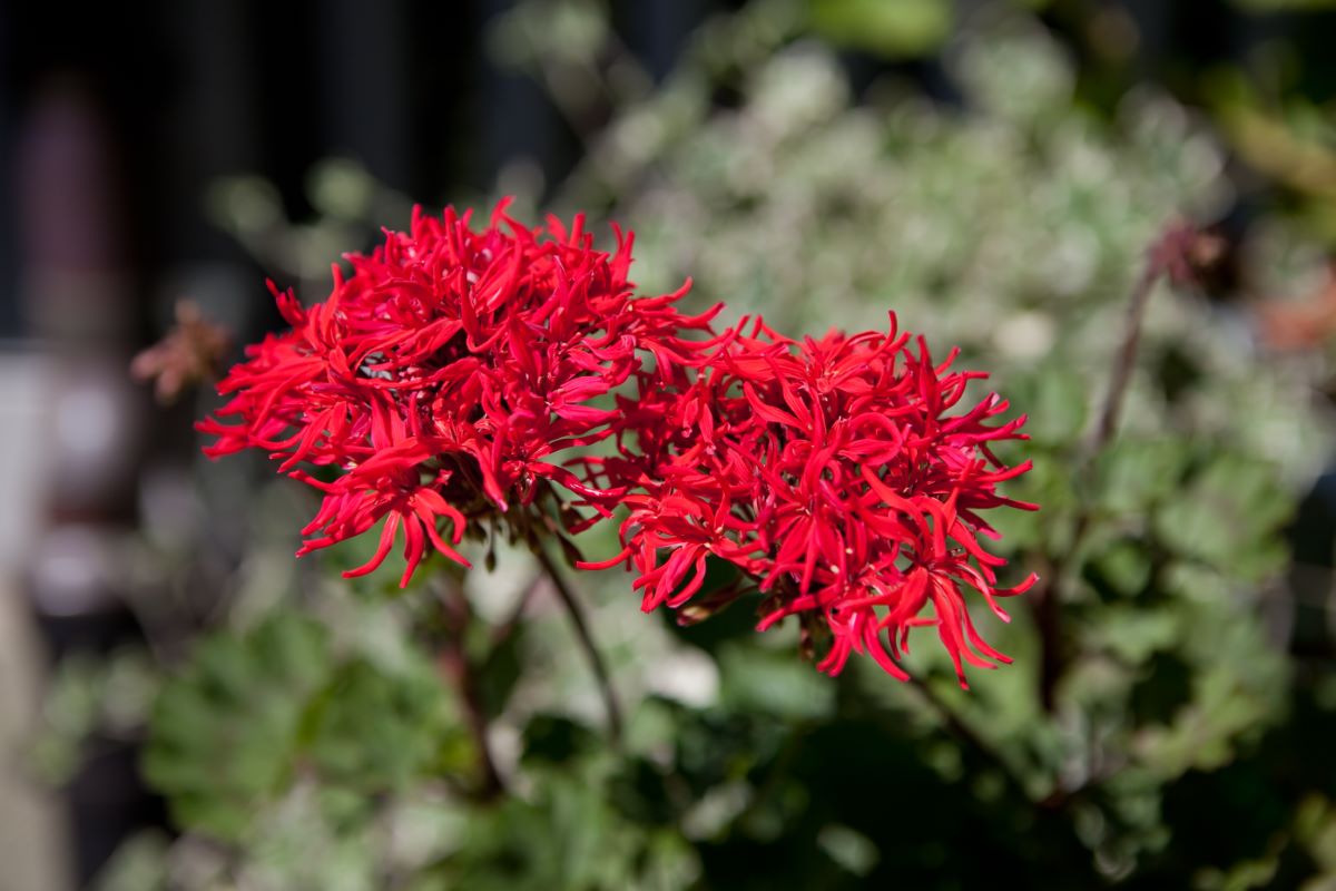 Mini Czech | ProSpecieRara