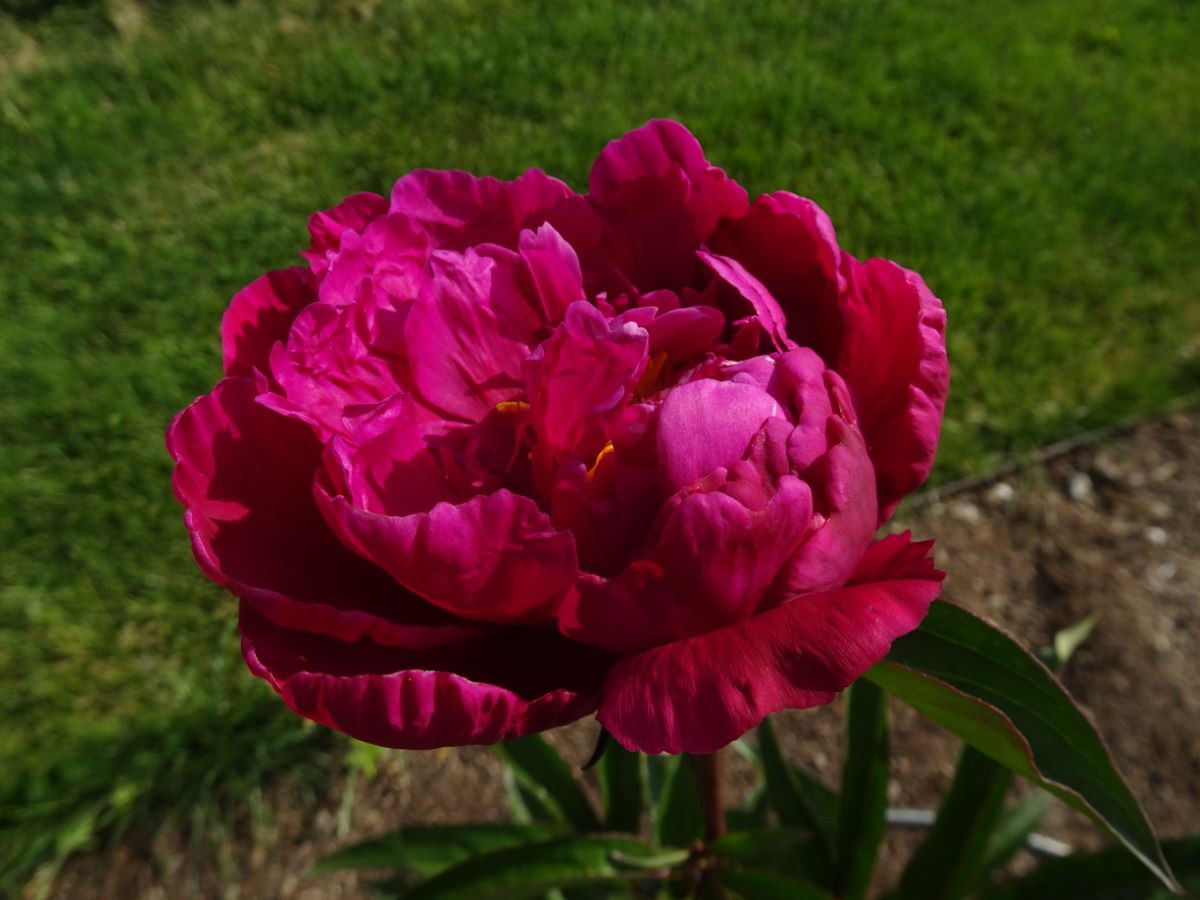 Fokker | ProSpecieRara