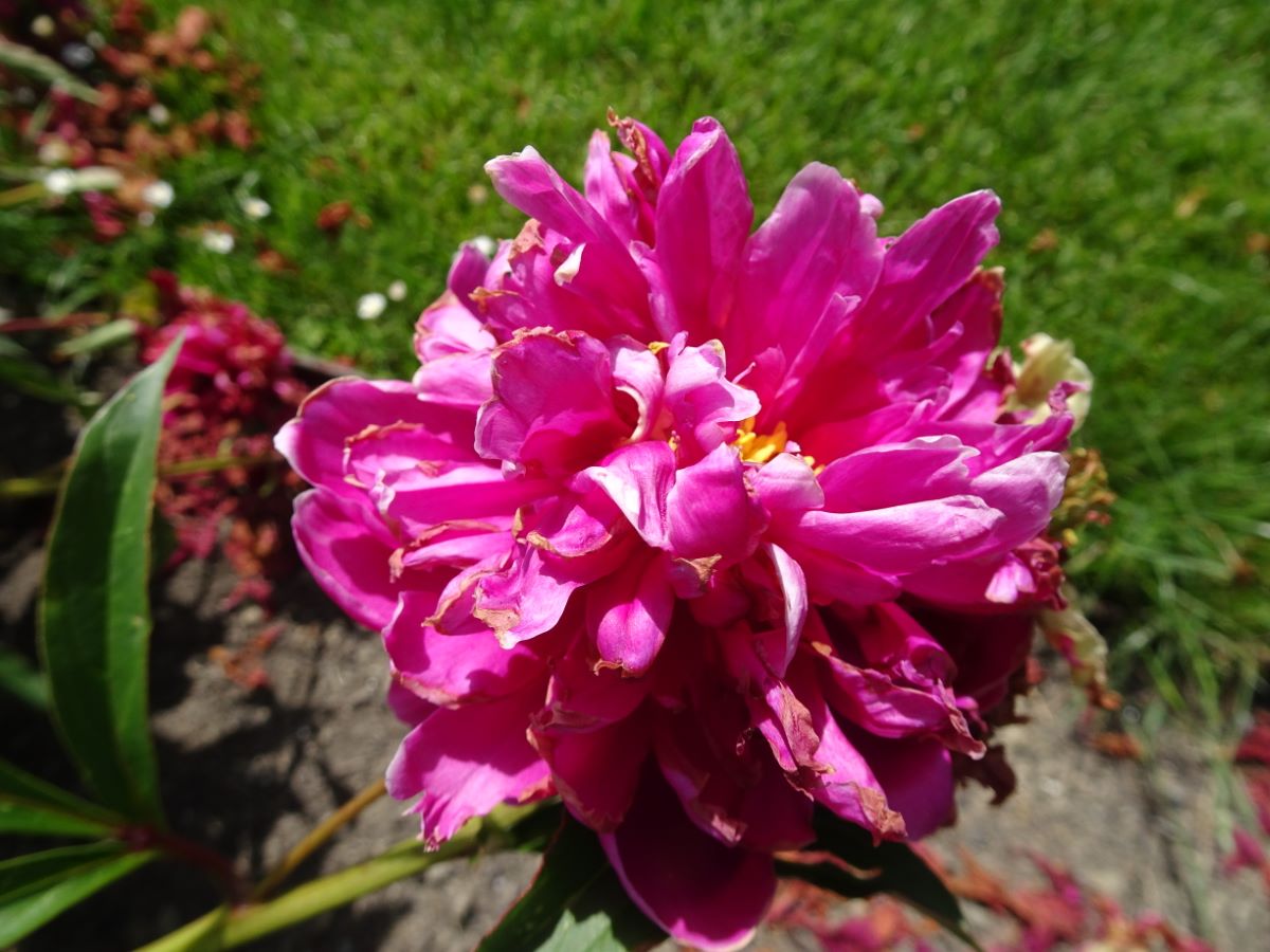 Fokker | ProSpecieRara