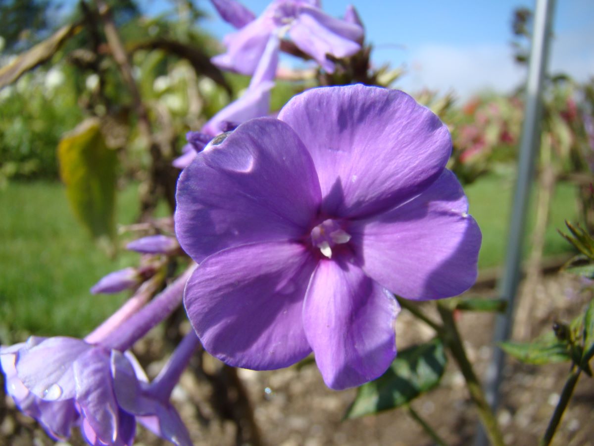 Erlenbach | ProSpecieRara