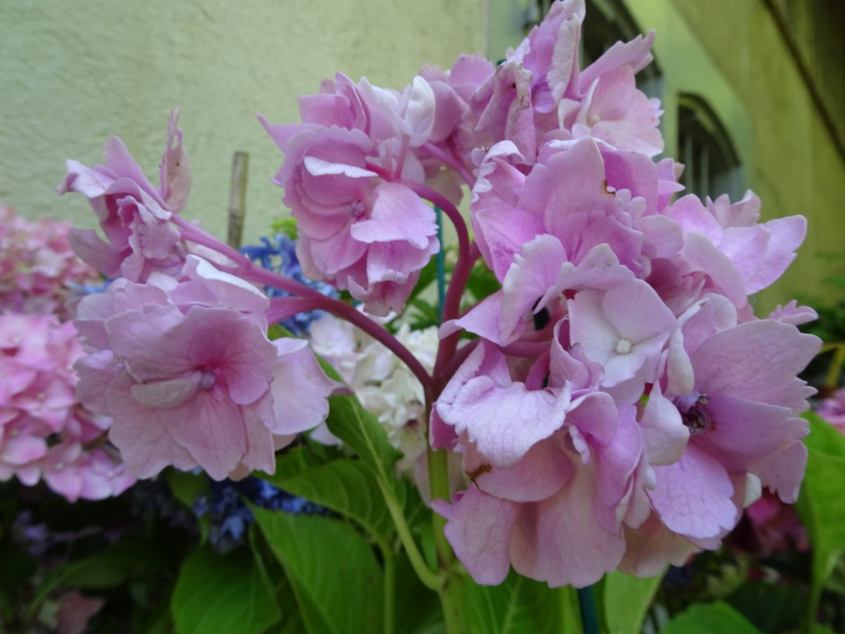 La Marne | ProSpecieRara