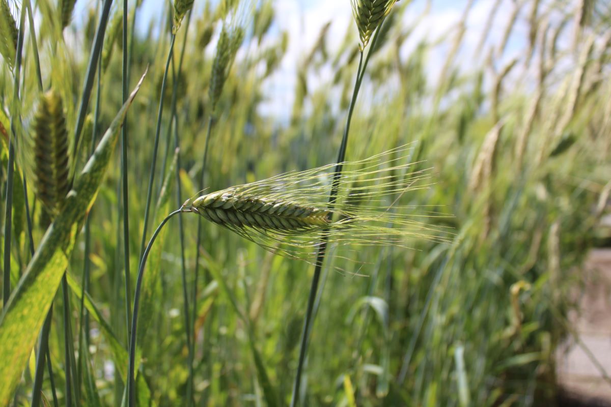 Rouge “Otto Müller” | ProSpecieRara