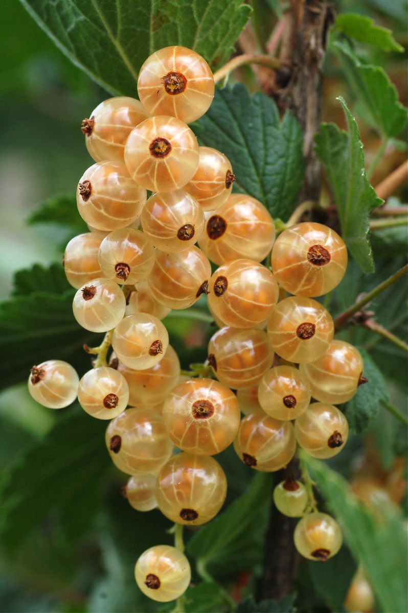 Prinz Albert Bianco | ProSpecieRara