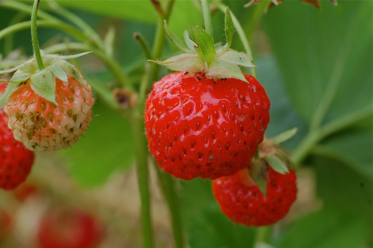 Maikönigin | ProSpecieRara