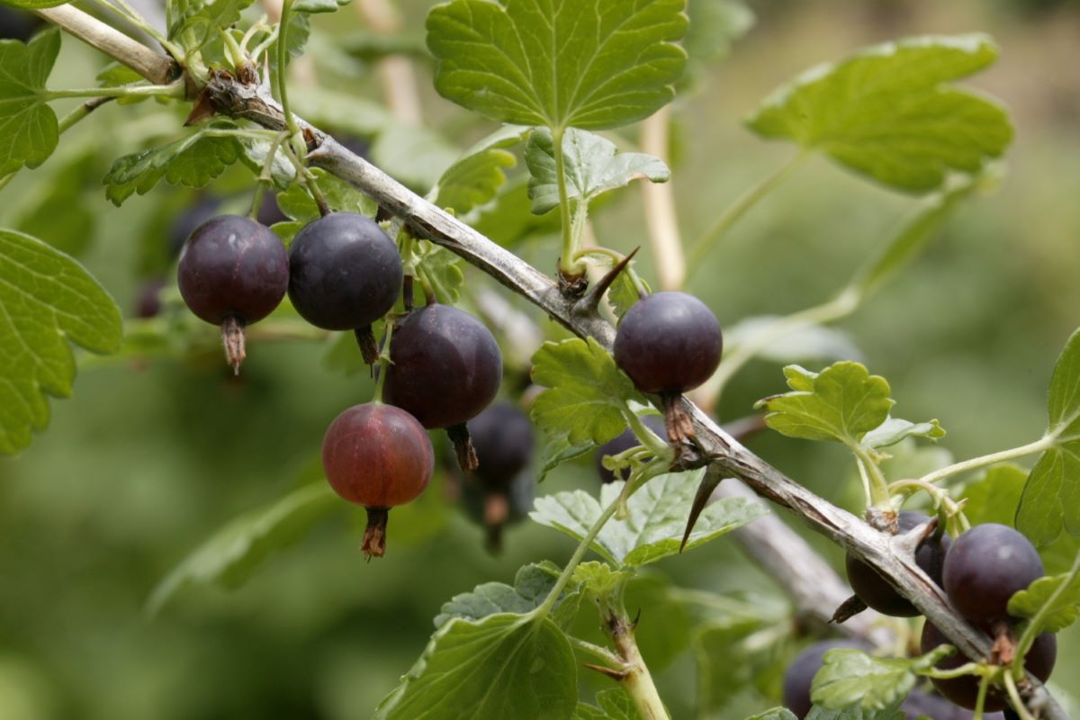 Black Velvet | ProSpecieRara