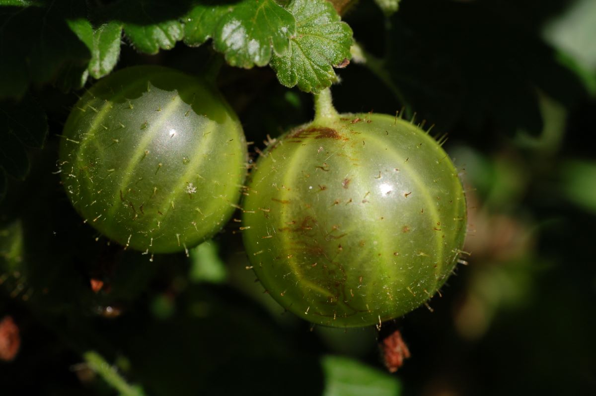 Early Green Hairy | ProSpecieRara