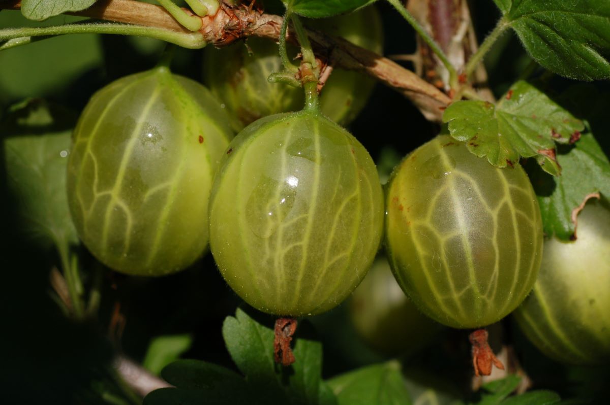 Lady Delamere | ProSpecieRara