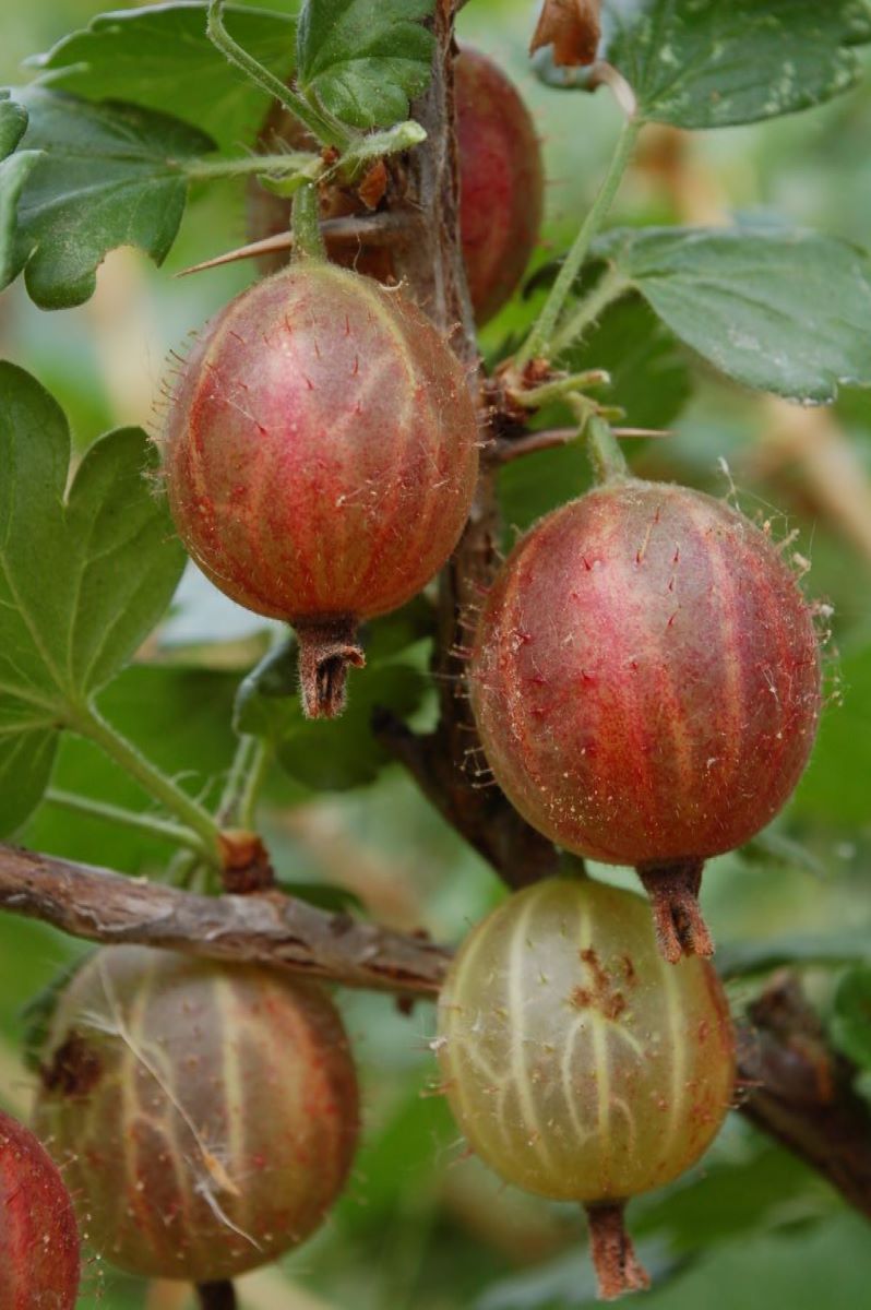 Red Champagne | ProSpecieRara