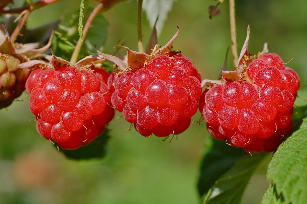 Rouge de Laupersdorf | ProSpecieRara