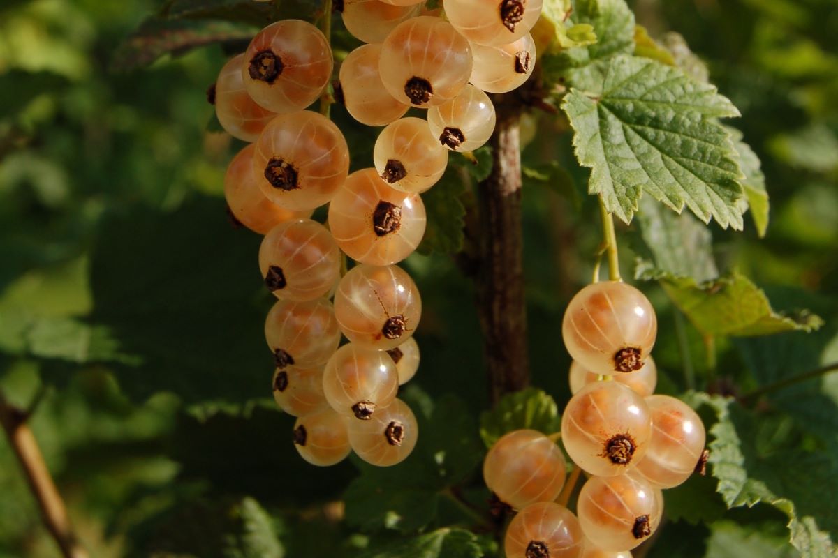 Transparente Blanche | ProSpecieRara