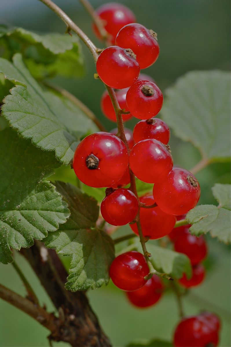 Riehen Rouge à Grappes Lâches | ProSpecieRara