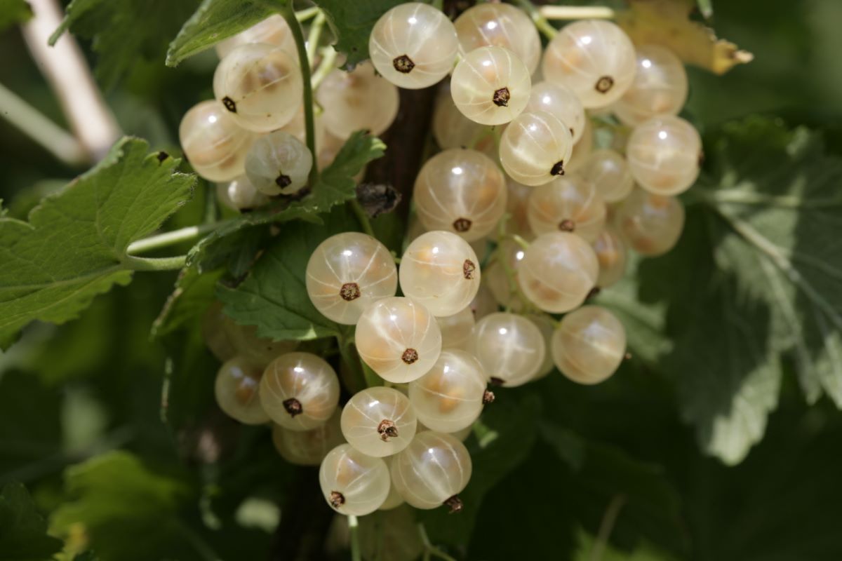 White Grape | ProSpecieRara