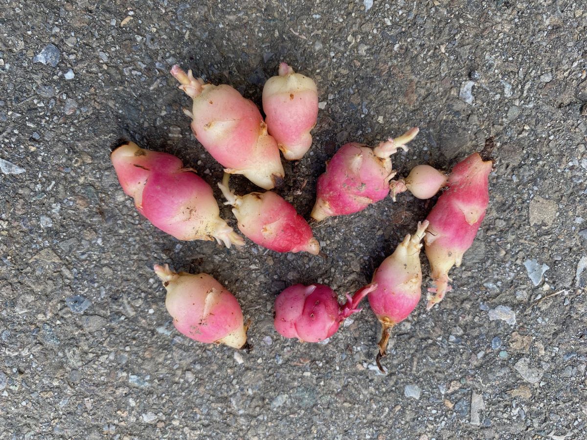 Rot-Weiss | ProSpecieRara