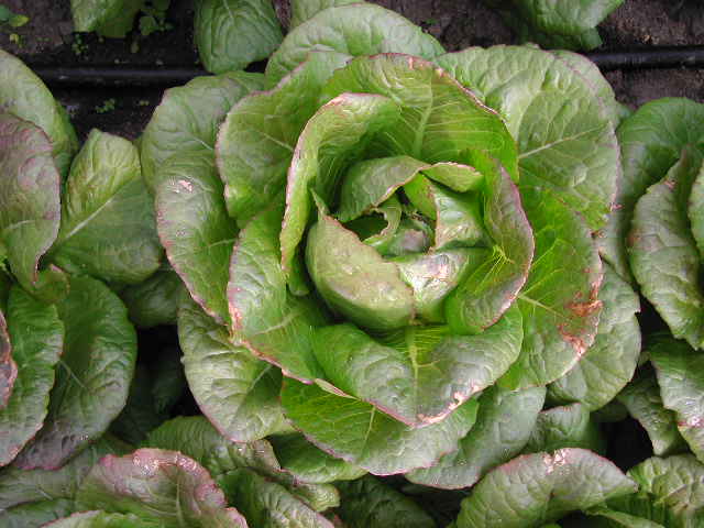 Des Melons | ProSpecieRara