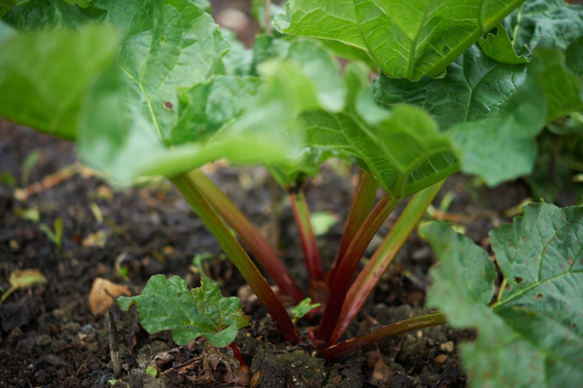 Mira | ProSpecieRara